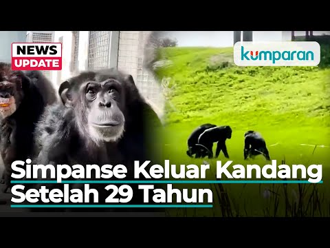 Setelah 29 Tahun di Kandang, Simpanse Ini Takjub Melihat Langit Pertama ...
