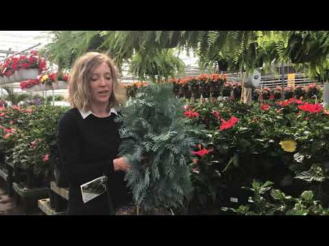 PG Plant Feature! False Cypress Pin Point Blue