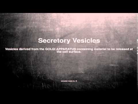 Medical vocabulary: What does Secretory Vesicles mean