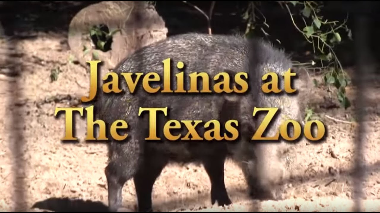 Javelinas at the Texas Zoo