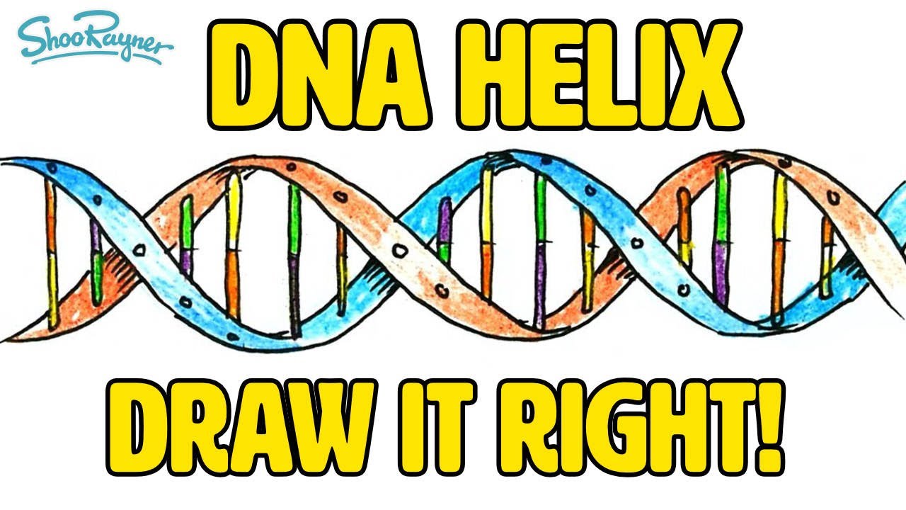 How to draw The DNA Helix
