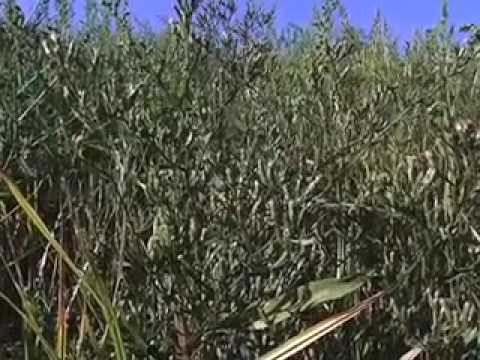 SUNY-ESF / Salt Marsh Restoration - An Urban Lakeshore Recovers