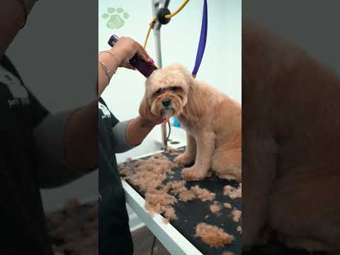 Lillian Ruff Pet Spa Salon in New York