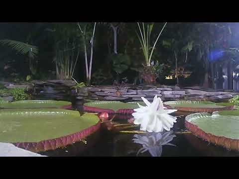 Just a minute Paula Tiso -Have you ever wanted to float on a Lilypad