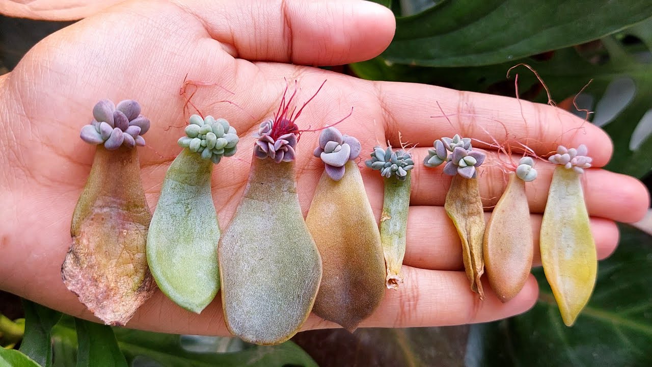 Propagate Succulents from Leaves Like PRO