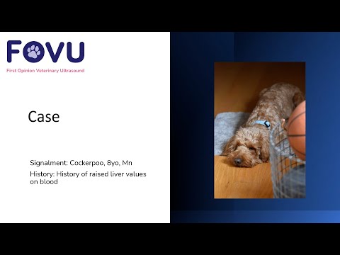 Gallbladder Mucocele in Dogs: Signs, Causes and Treatment