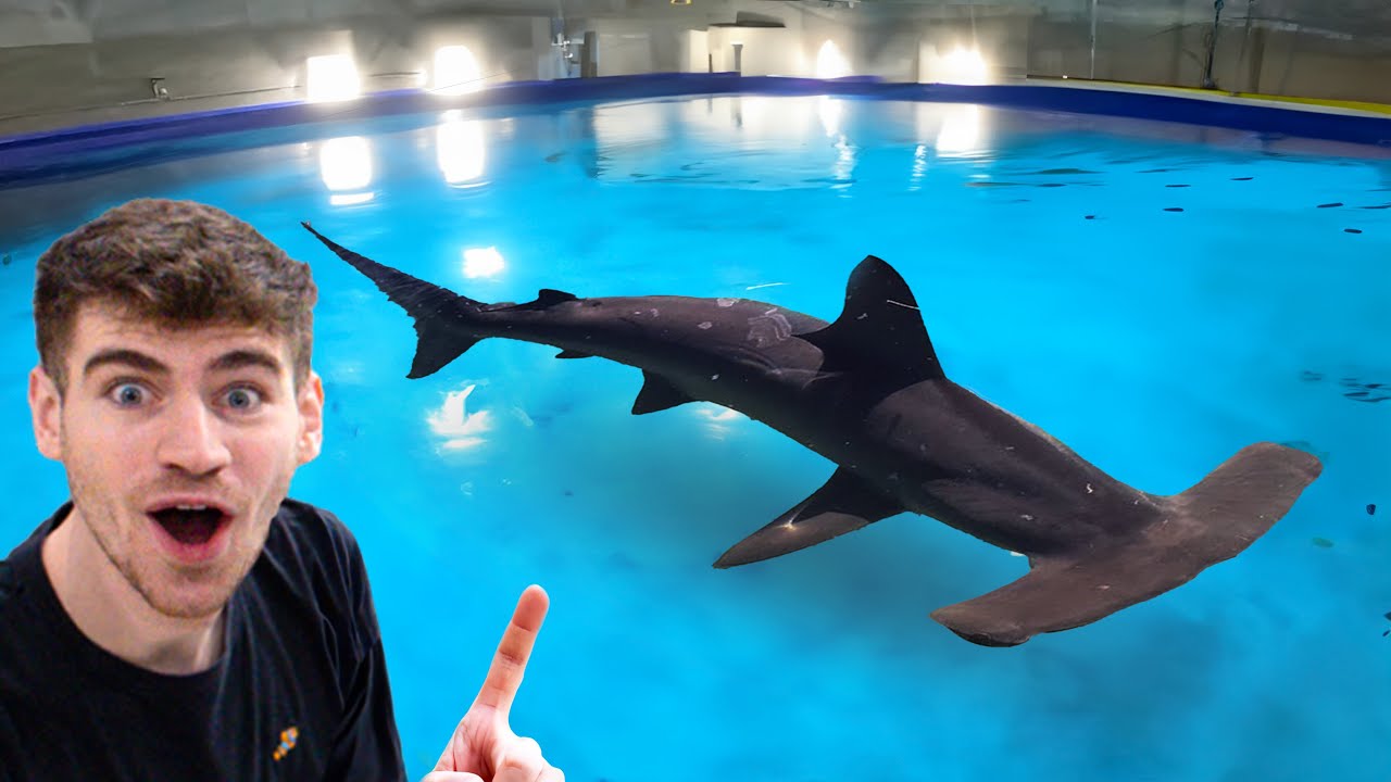 MASSIVE Hammerhead Shark Tank!