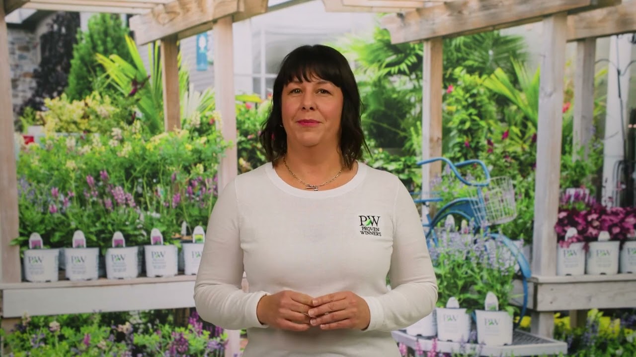 Best Plants to Attract Hummingbirds | Proven Winners® Garden Guide