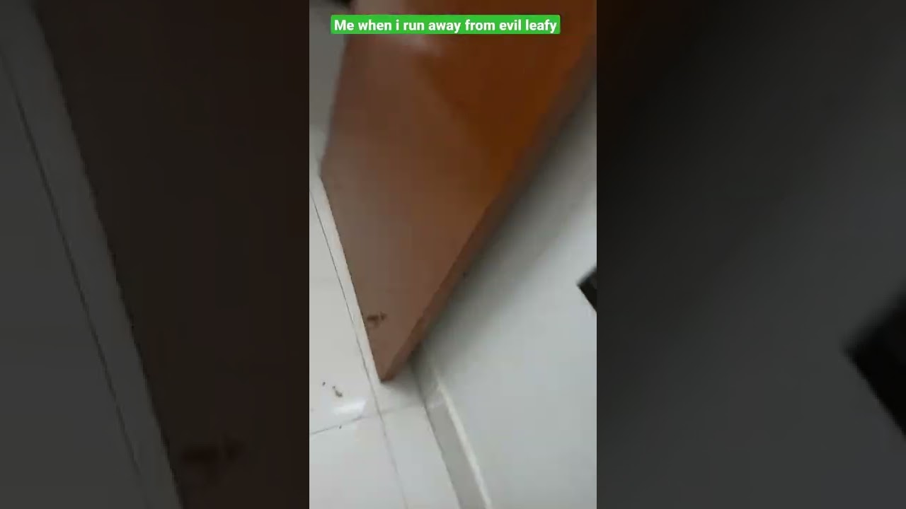 me running away from evil leafy be like: