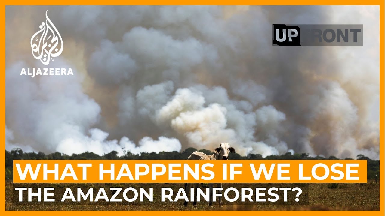 Is the Amazon rainforest at a tipping point? | UpFront