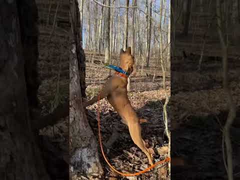 The Beauty of Squirrel hunting