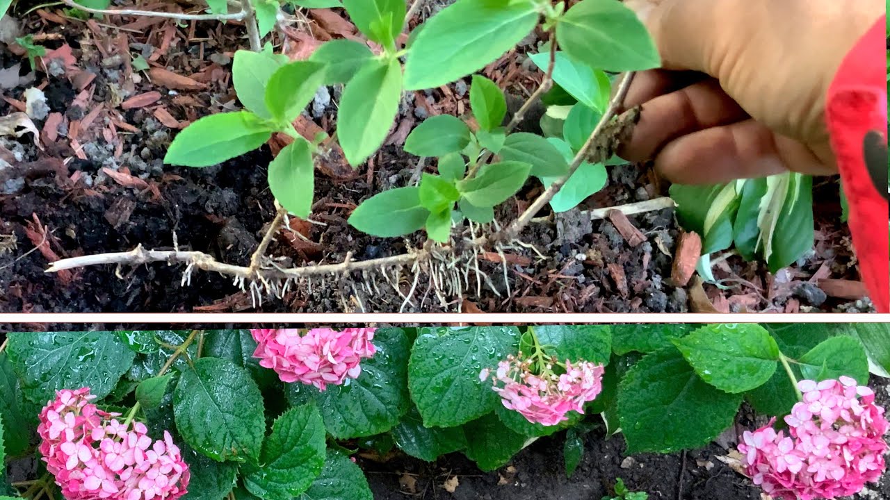 Hydrangea Propagation. 5 Effective Methods!