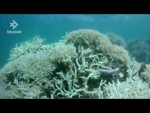 Australian Great Barrier Reef coral problems | Dear Kitty. Some blog