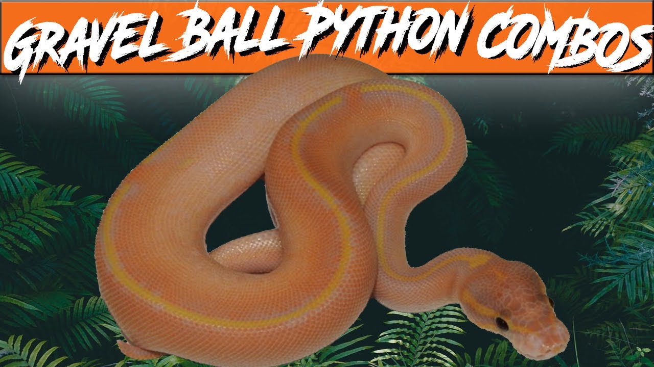 Gravel Ball Python Morph Combos | Jack's Reptiles