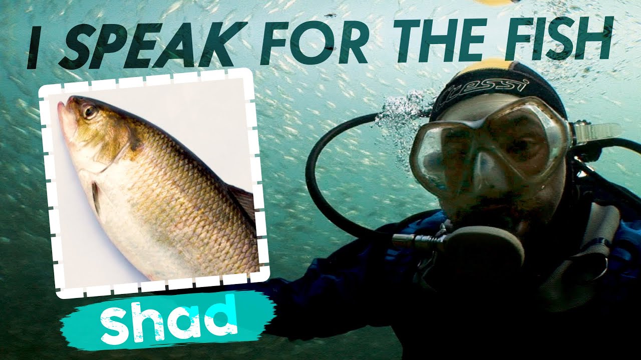A Jarring Look At Gizzard Shad - I Speak for the Fish - Great Lakes Now - Web Series