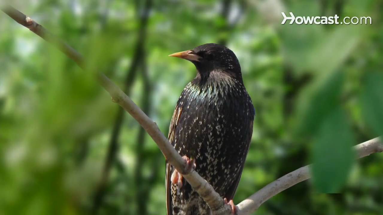 How to Identify Birds: The Starling