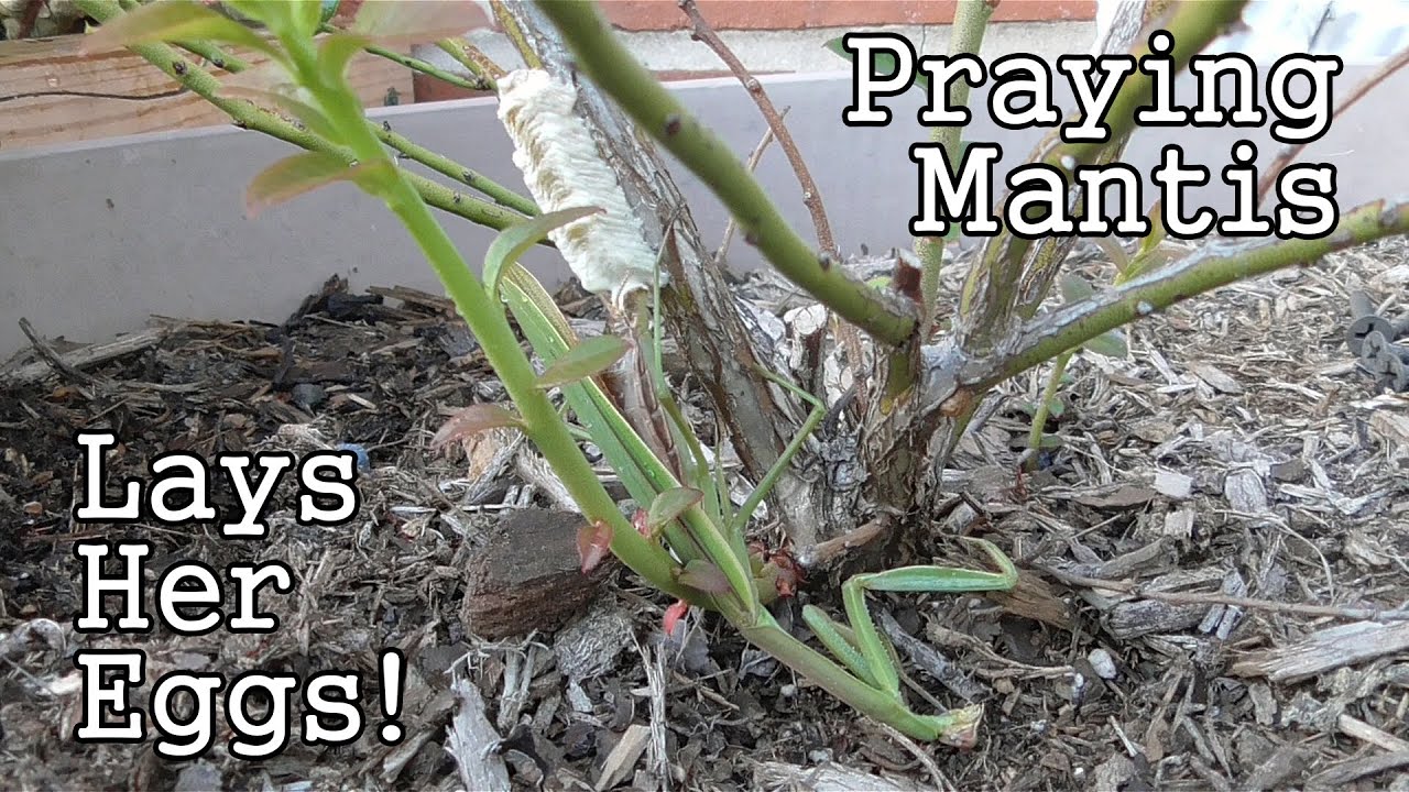 Carolina Praying Mantis Laying Egg Case (Ootheca)
