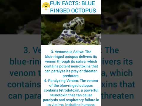 Fun facts About The Blue Ringed Octopus #shorts #viral #BlueRingedOctopusFacts