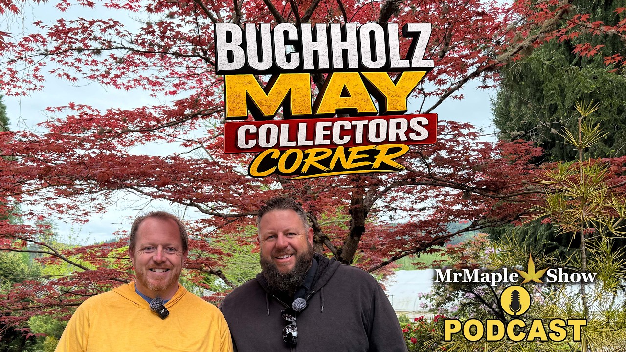 Buchholz Japanese Maple May Collectors Corner | MrMaple Show Podcast