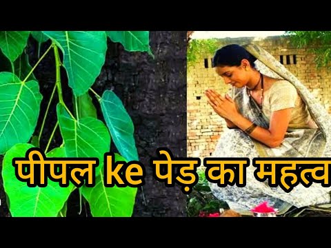 pepal tree|| the traditional plant