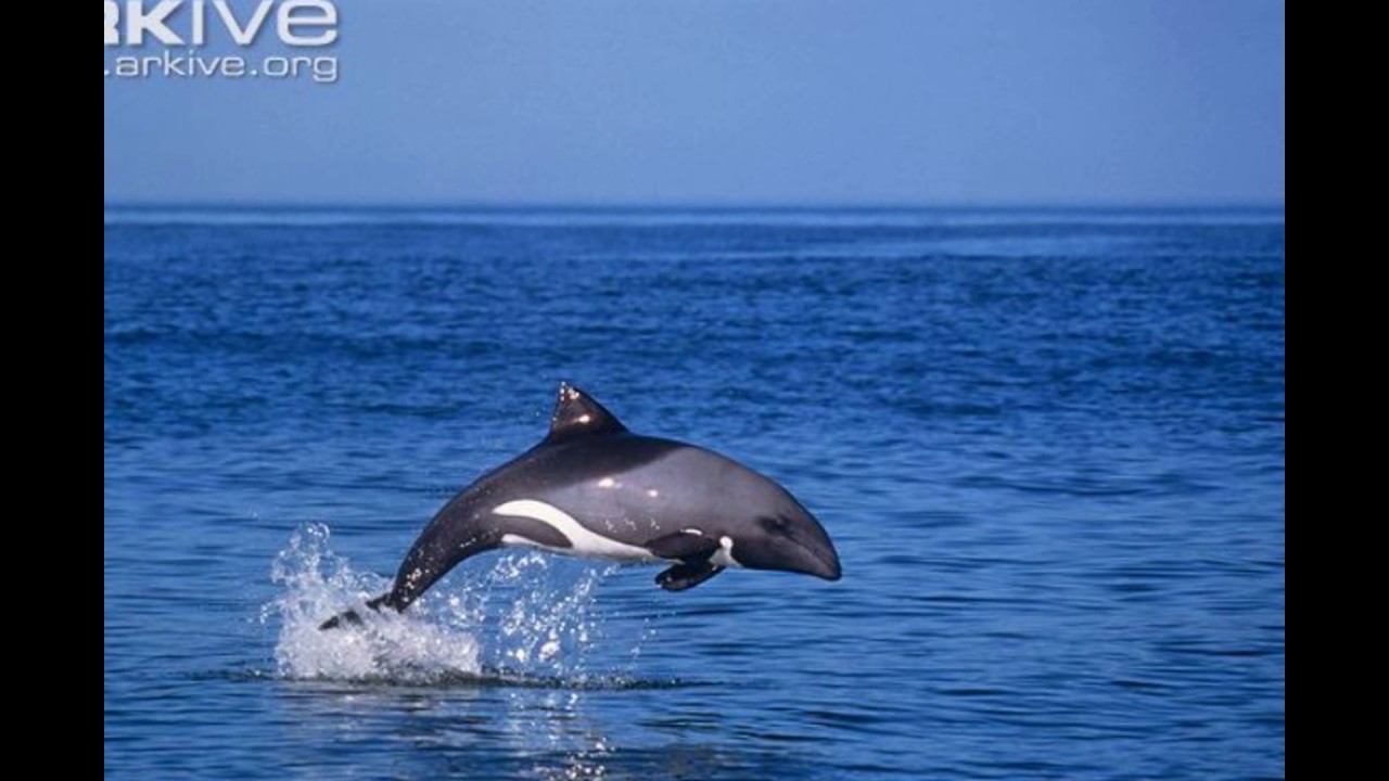 A-Z Animals A-M