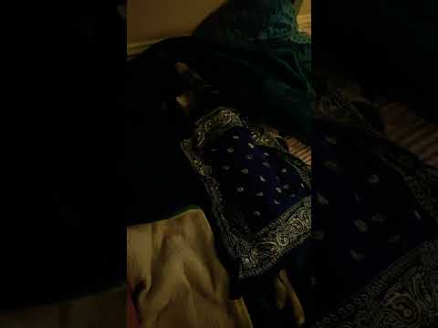 CATS need their OWN BLANKETS 😂