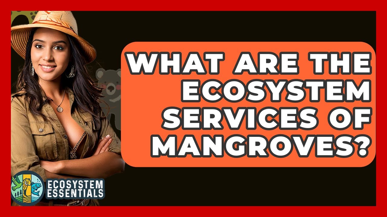 What Are The Ecosystem Services Of Mangroves? - Ecosystem Essentials