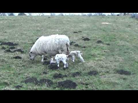 First lambs of the year | Self-Sufficiency | Before It's News
