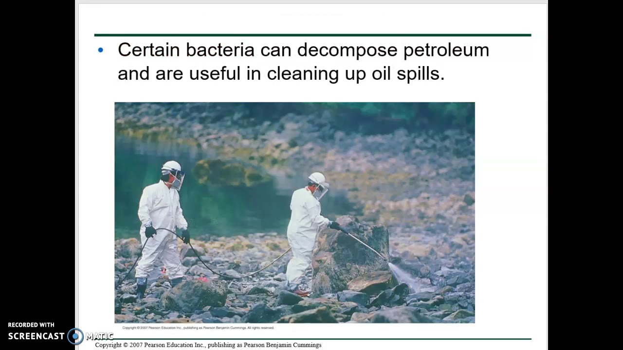 Chapter 15 Microbial Evolution part 2