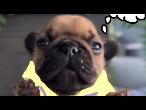 Steam Community :: Video :: L4D2 Characters & Special Infected as Cat ...