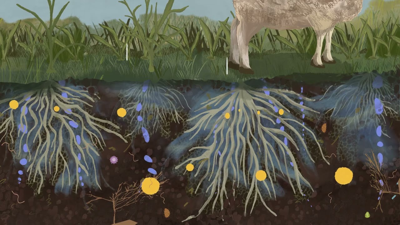 Agua en paisajes saludables: 5 INFILTRACIÓN DEL SUELO (Español)