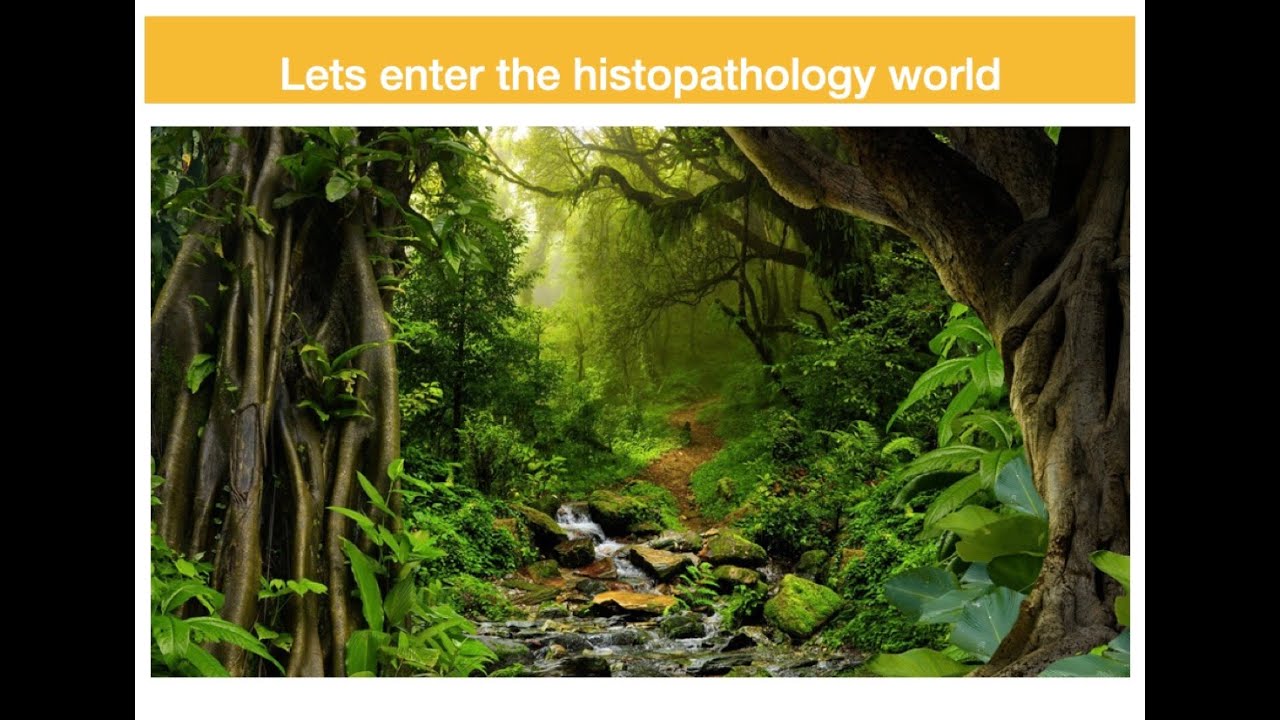 Lecture 1 Introduction to histopathology