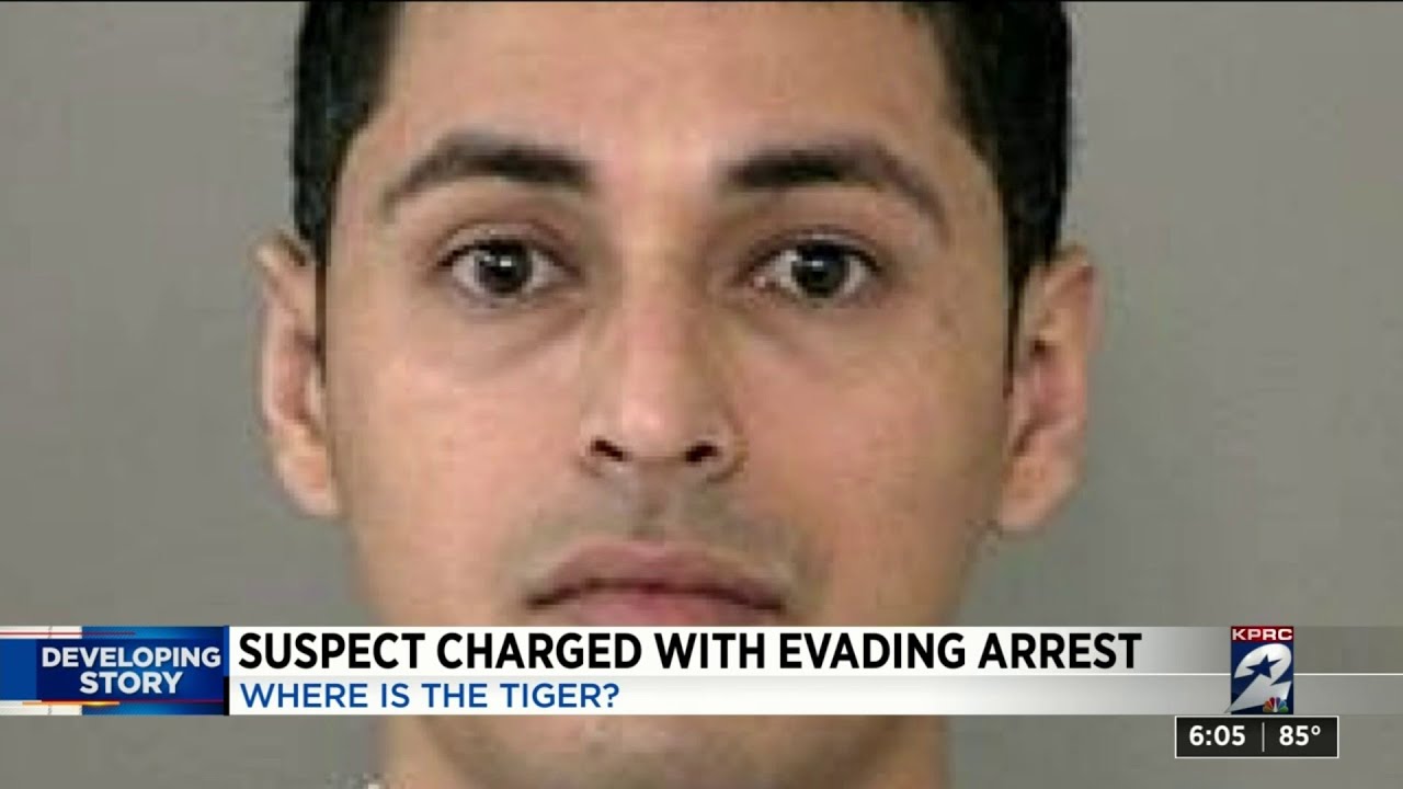 Where is the tiger? Suspect charged with evading arrest