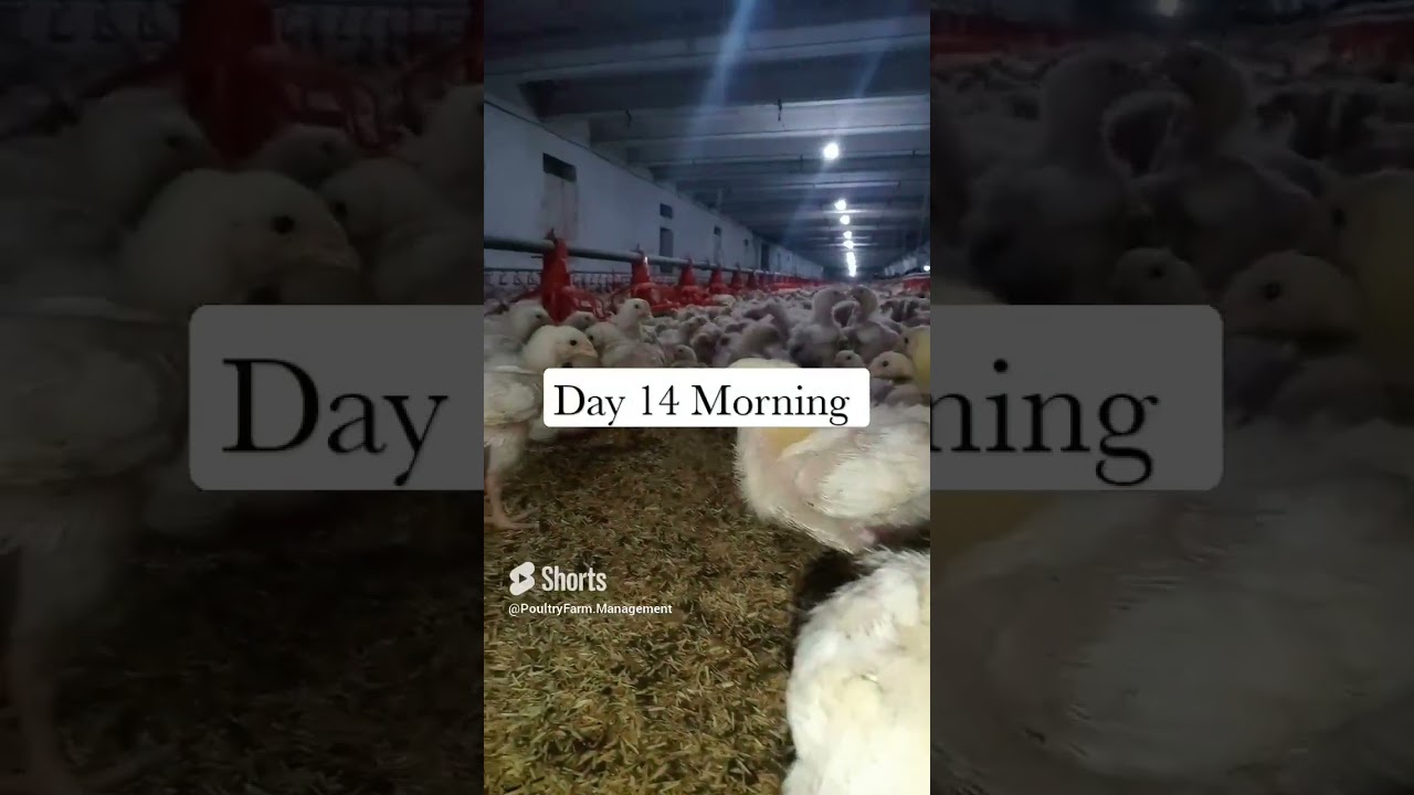 Day 14 Morning 🌞 #broilerfarm #viral