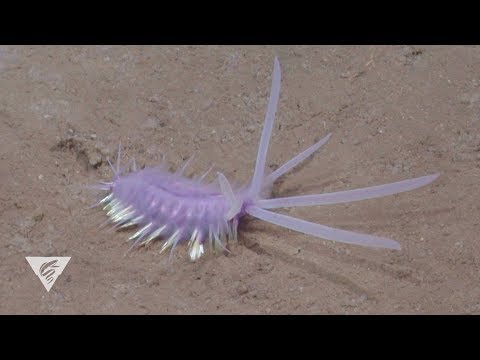 Deep-sea scale worms, video | Dear Kitty. Some blog