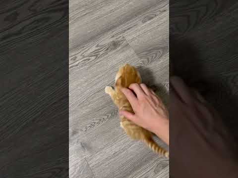#吸猫 疯狂撸猫,猫被撸怕了……#猫咪 #萌宠出道计划 #记录猫咪日常 #撸猫的第一视角