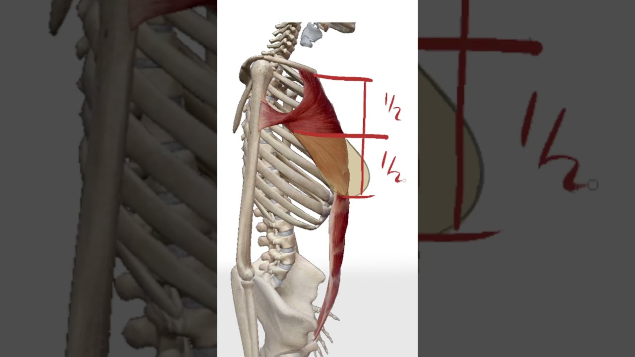 Mistake When Drawing Chest - Quick Art Tips #art #sketch #shorts #tutorial #drawingtutorial #anime