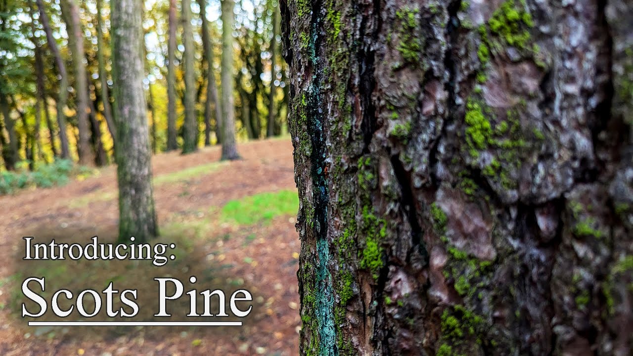 The Scots pine, a short introduction and identification