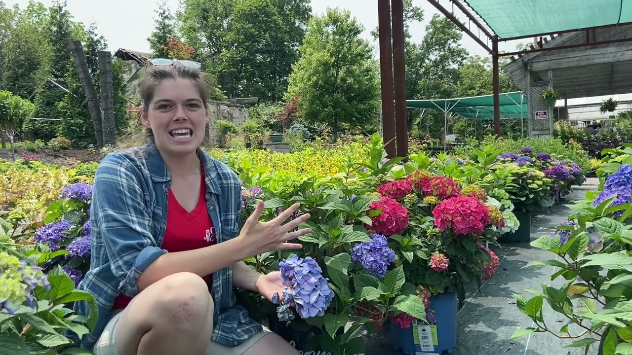 Why You Should Plant Big-Leaf Hydrangea