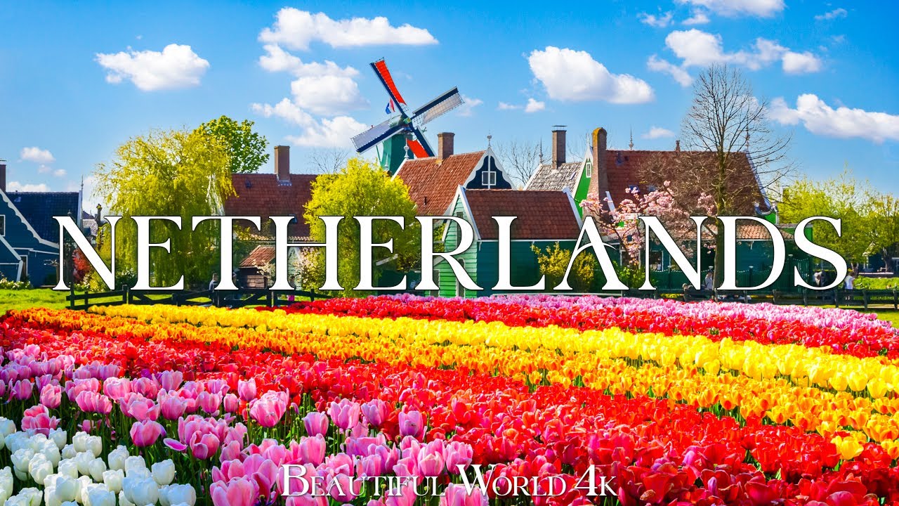 Netherlands 4K - Stunning Tulip Fields and Spring Blooms in Full Glory - Peaceful Piano Music