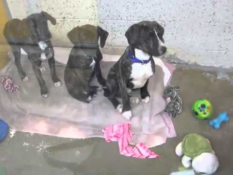 Plott Pups