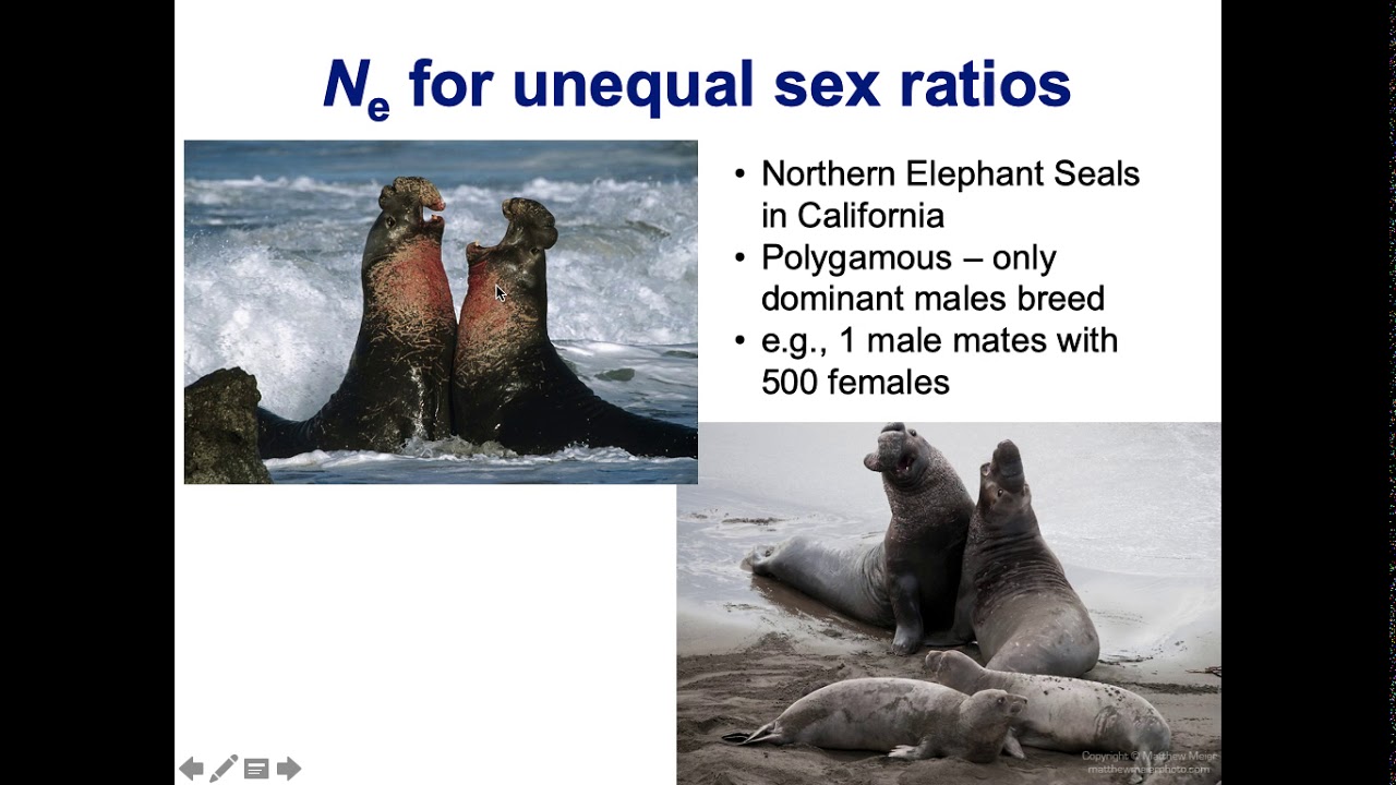 Effective Population Size