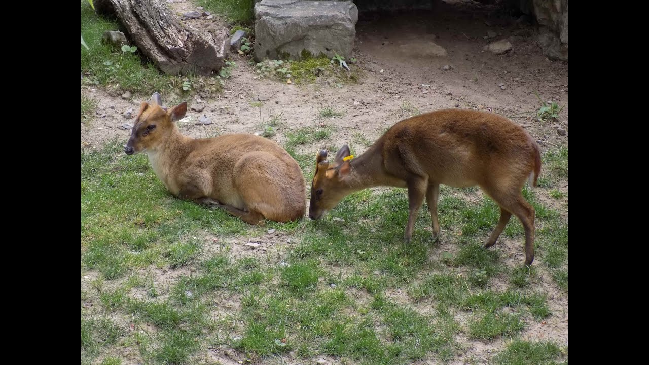 NatureNow Fast Facts: The Muntjac