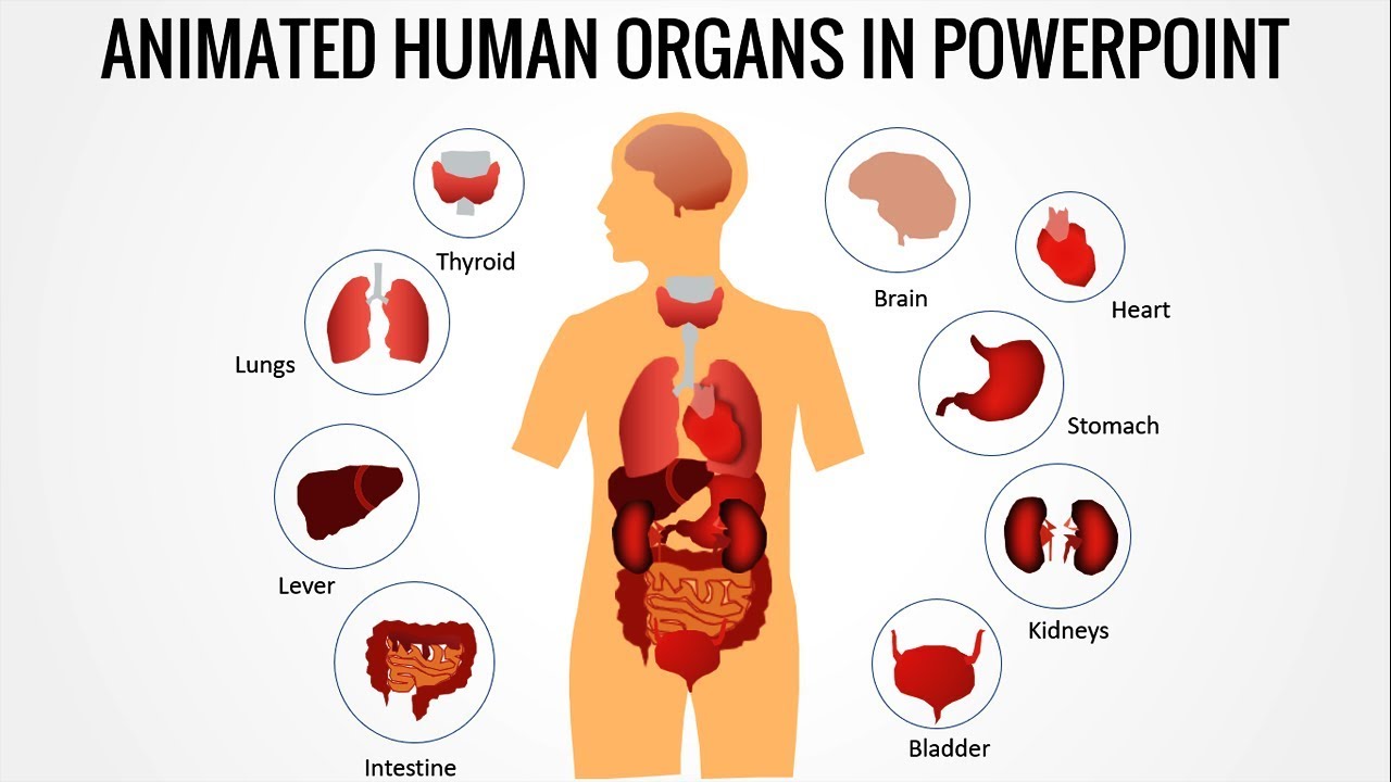 Animated Human Body organs in PowerPoint/Free download