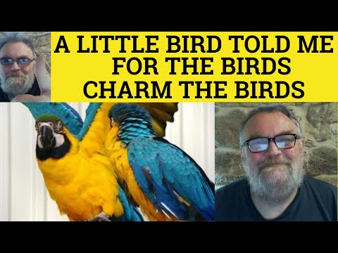 🔵 For the Birds - Bird in the Hand - Bird Has Flown - Little Bird Told Me - Meaning - Bird Idioms