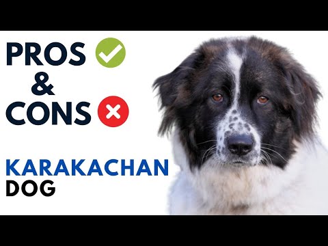 Karakachan Dog Pros and Cons | Karakachan Bulgaria Dog Advantages and Disadvantages
