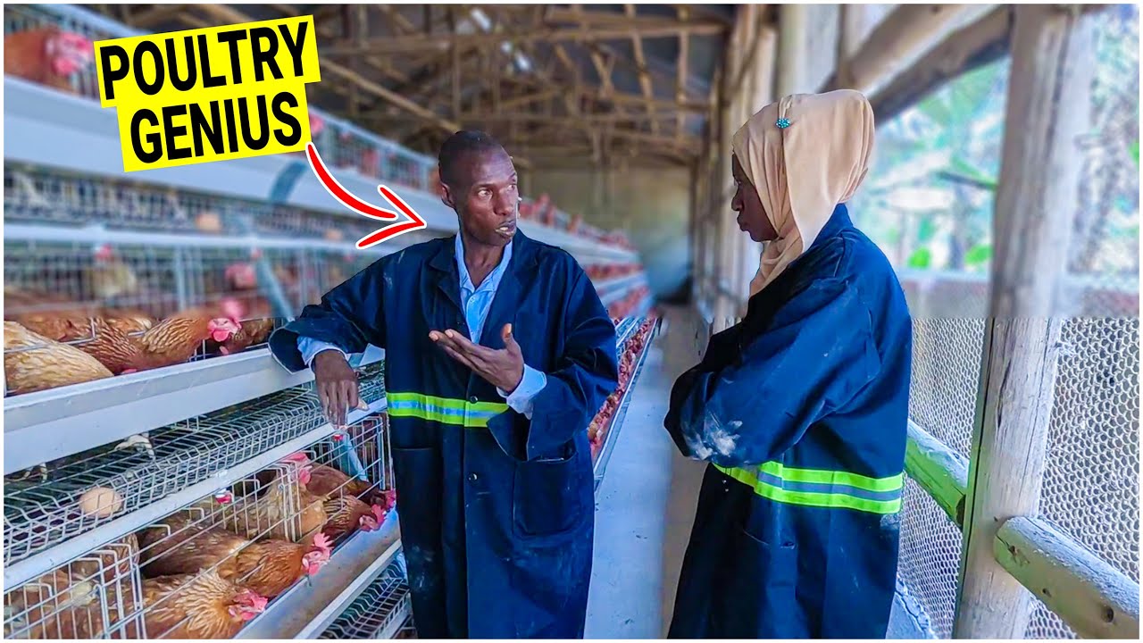 How to Brood Layer Chicks the RIGHT Way (Step-by-Step Guide)