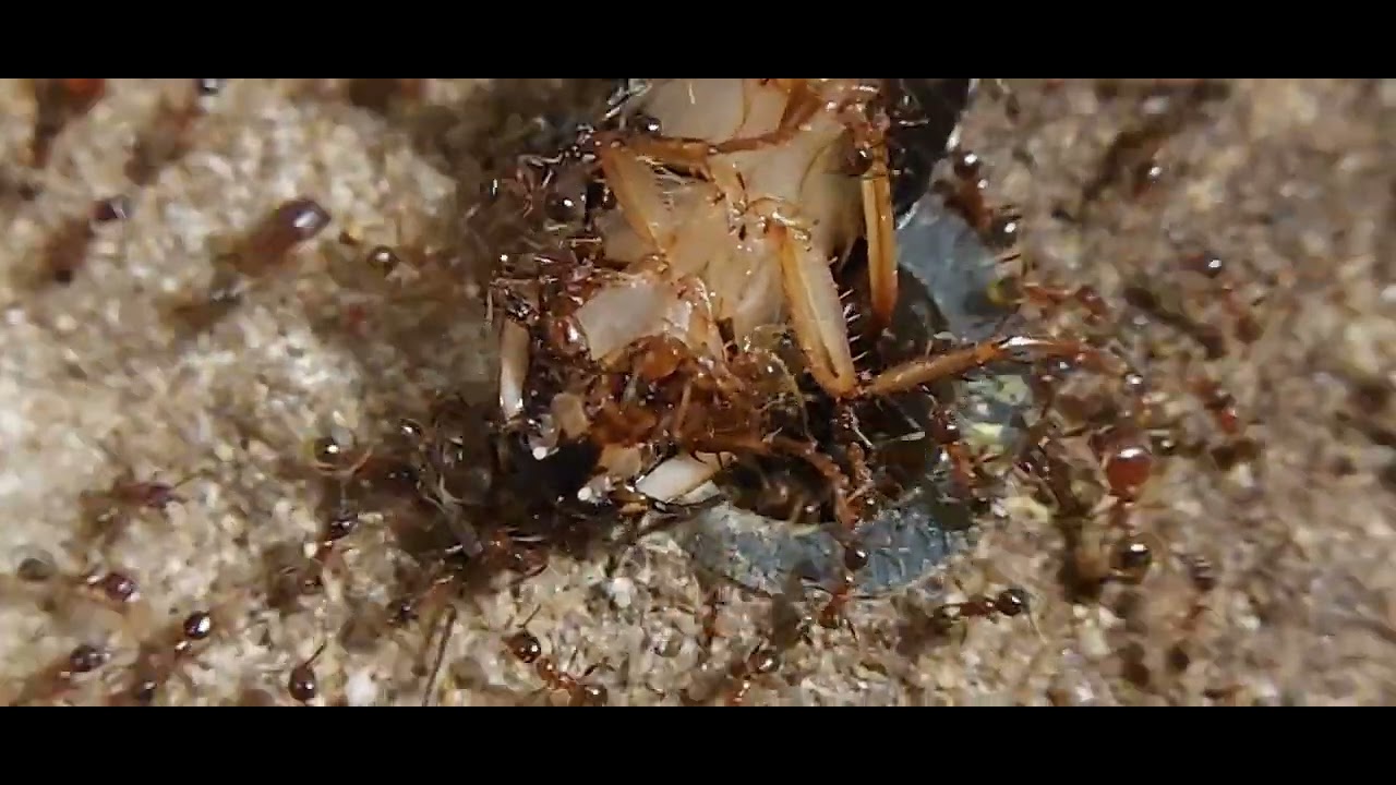 Pheidole dentata vs. Cockroach!