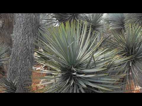 Soyate: Yucca rostrata | Plantas