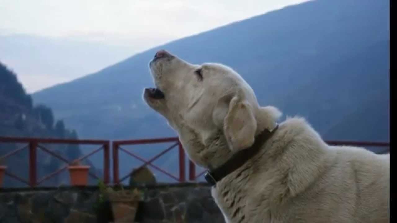 Hermosos perros aullando